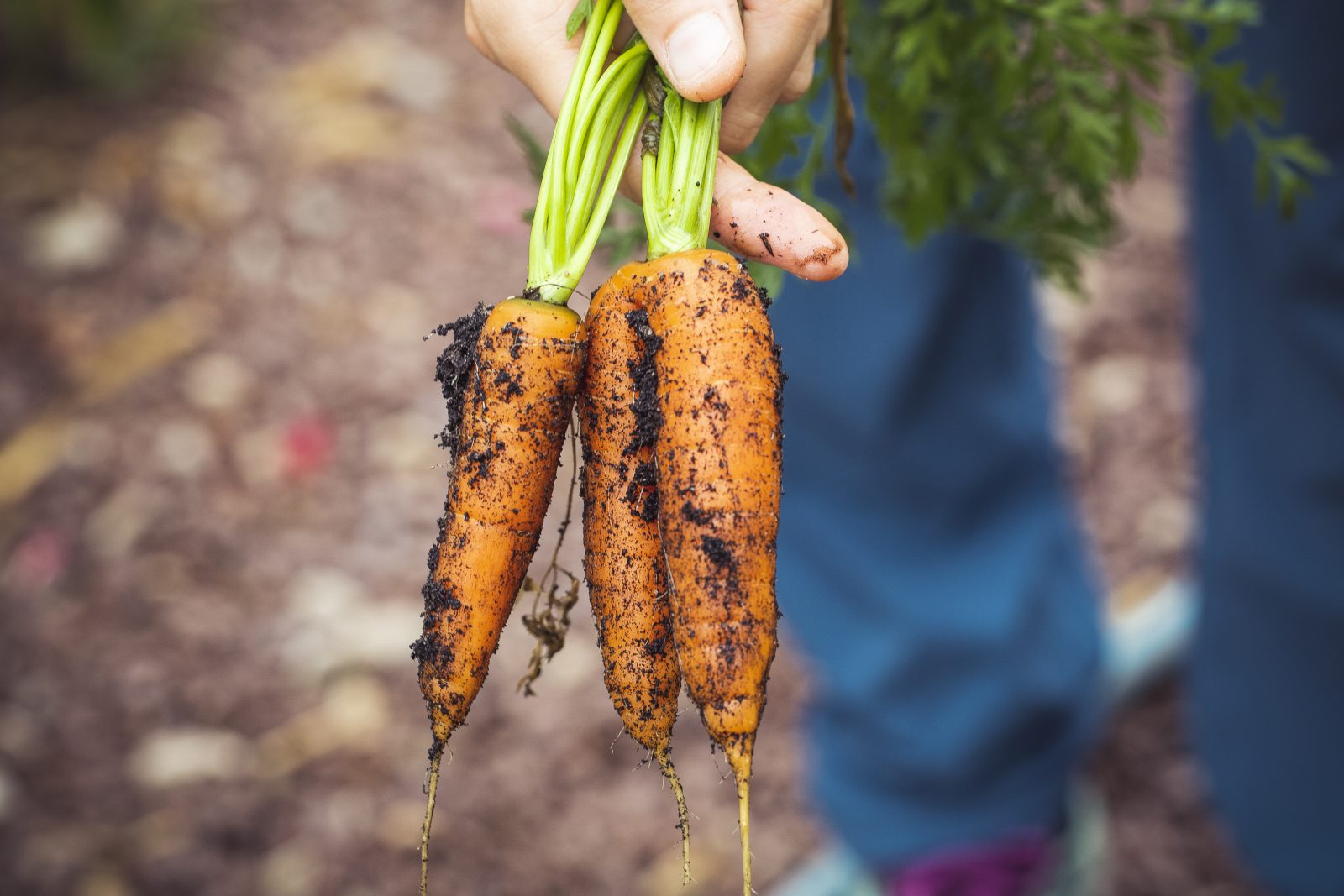 The Fruits Of Hard Work How To Start An Agricultural Business News the-fruits-of-hard-work-how-to-start-an-agricultural-business-news