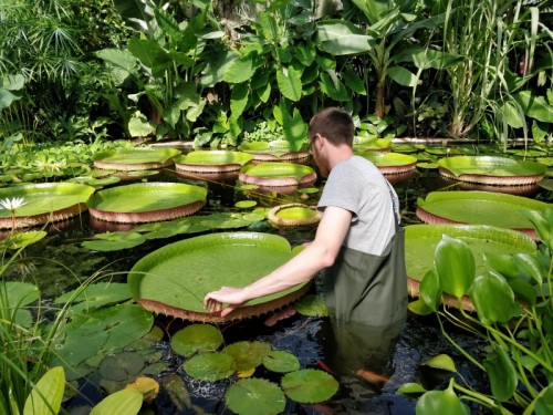 Unlocking the mechanical secrets of giant Amazonian waterlilies - News ...