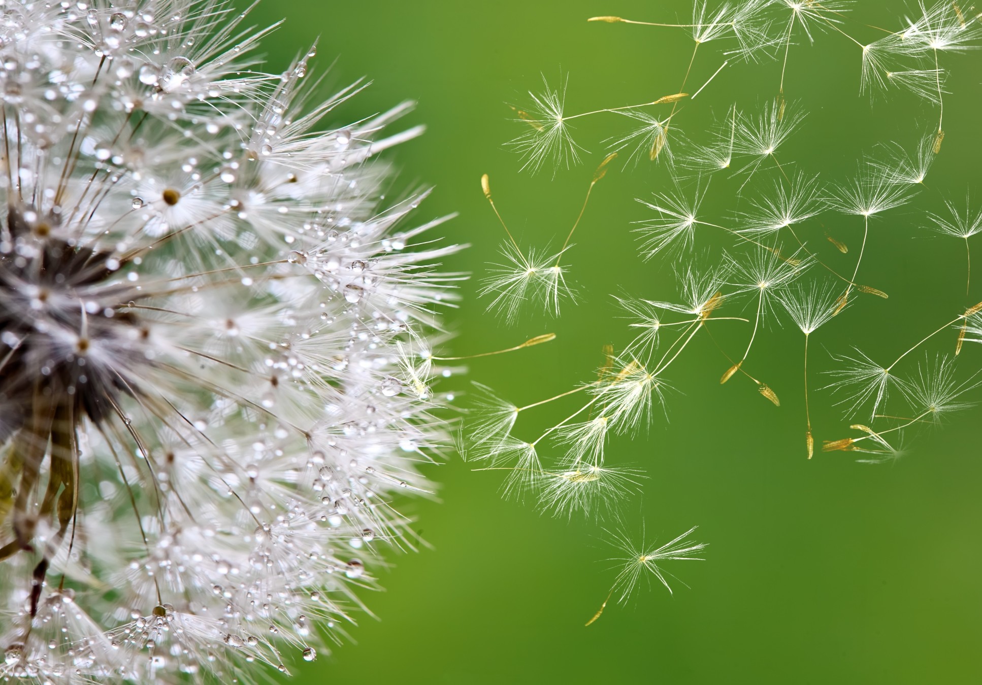 Engineers uncover secret ‘thinking’ behind dandelions’ seed dispersal ...