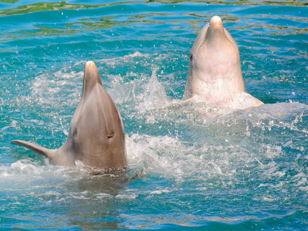 Dolphin Altruism: Understanding Behavioral Adaptations - News Anyway